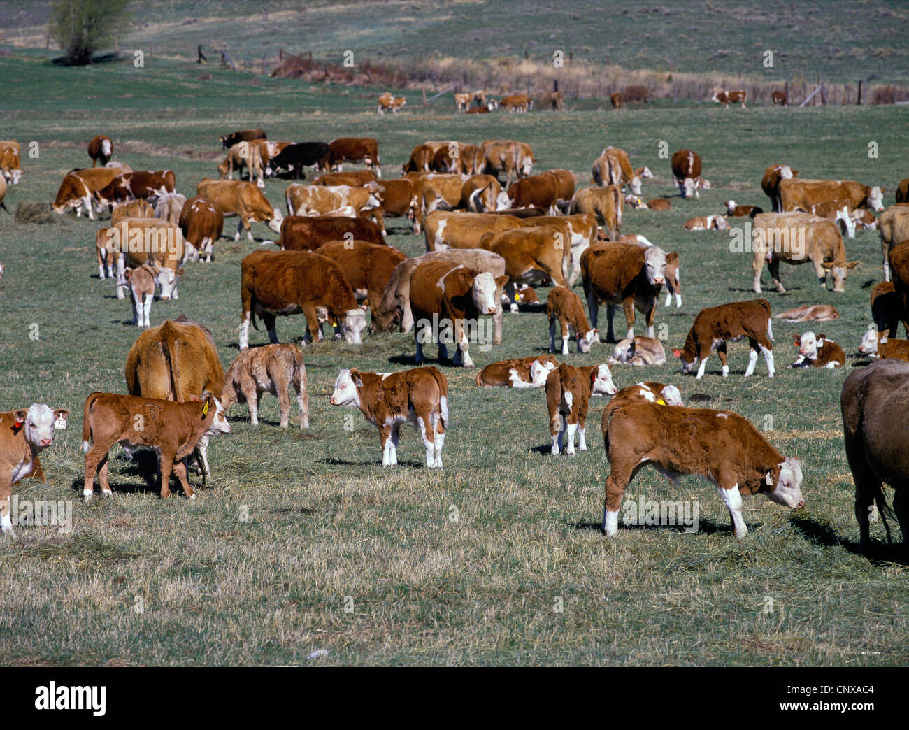 Cows bonding usa hi-res stock photography and images - Alamy