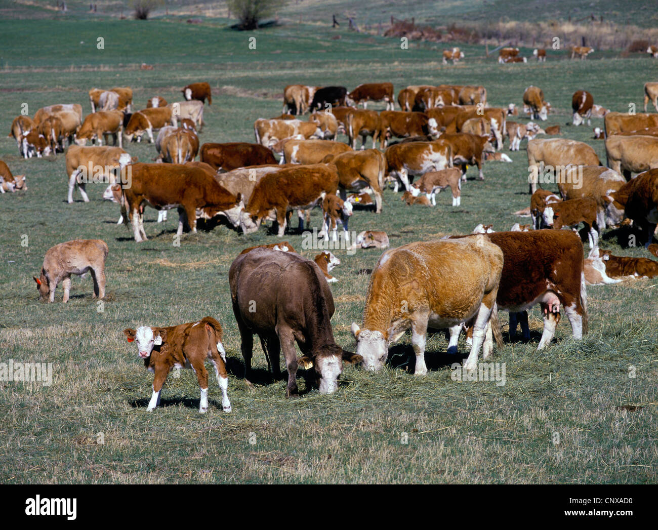 A Herd Of Mixed Breed Beef Cows And Calves Graze In A Green Pasture Early Spring Park County