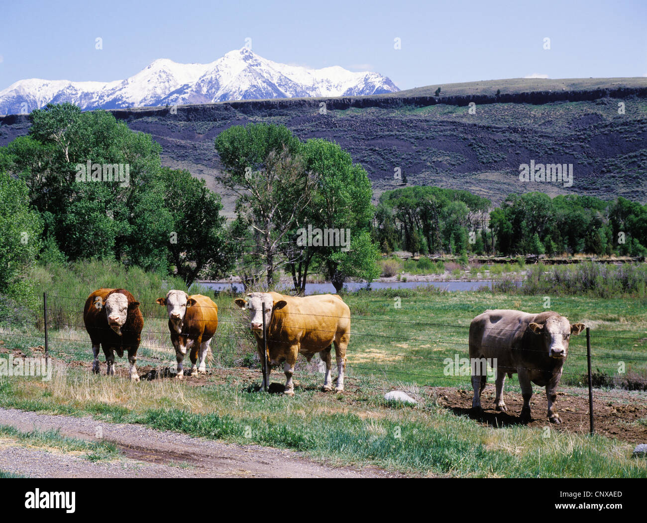 Big mountain ranch montana hi-res stock photography and images - Alamy