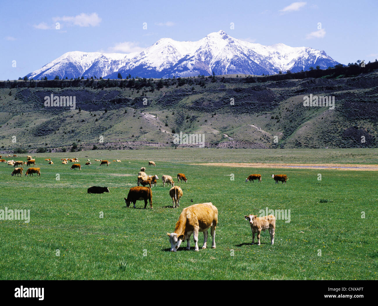 Cows bonding usa hi-res stock photography and images - Alamy