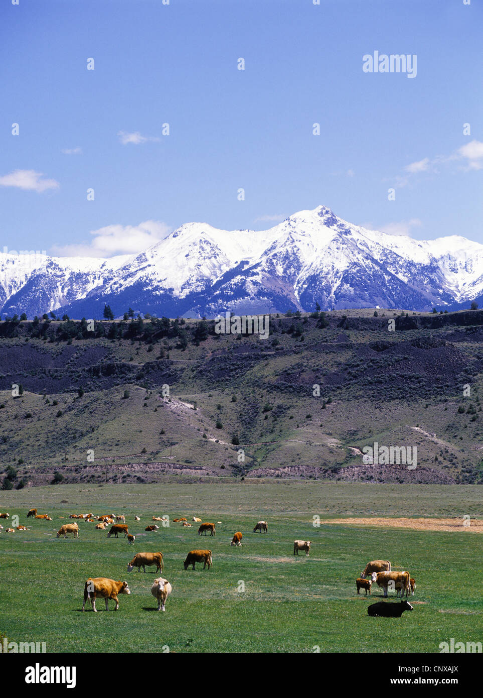 Mixed herd of beef cows and calves in a spring pasture, below Emigrant ...