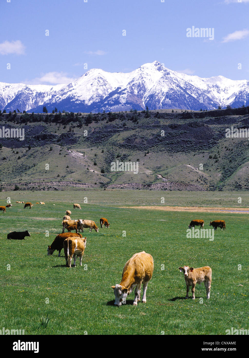 Calf grazing in a pasture together with domestic cattle hi-res stock ...