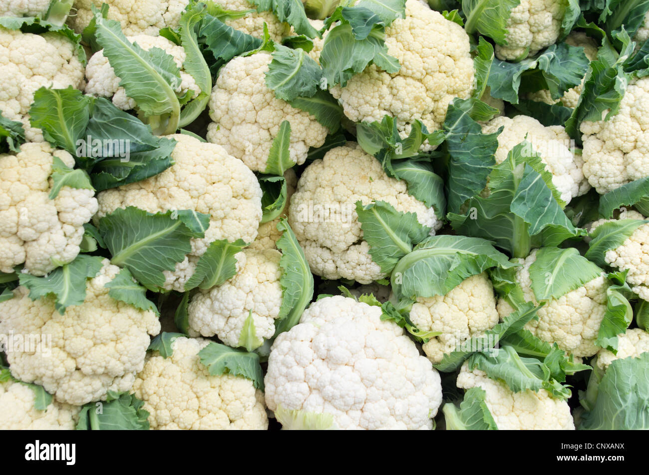 White fresh cauliflower on display at the farmers market Stock Photo ...