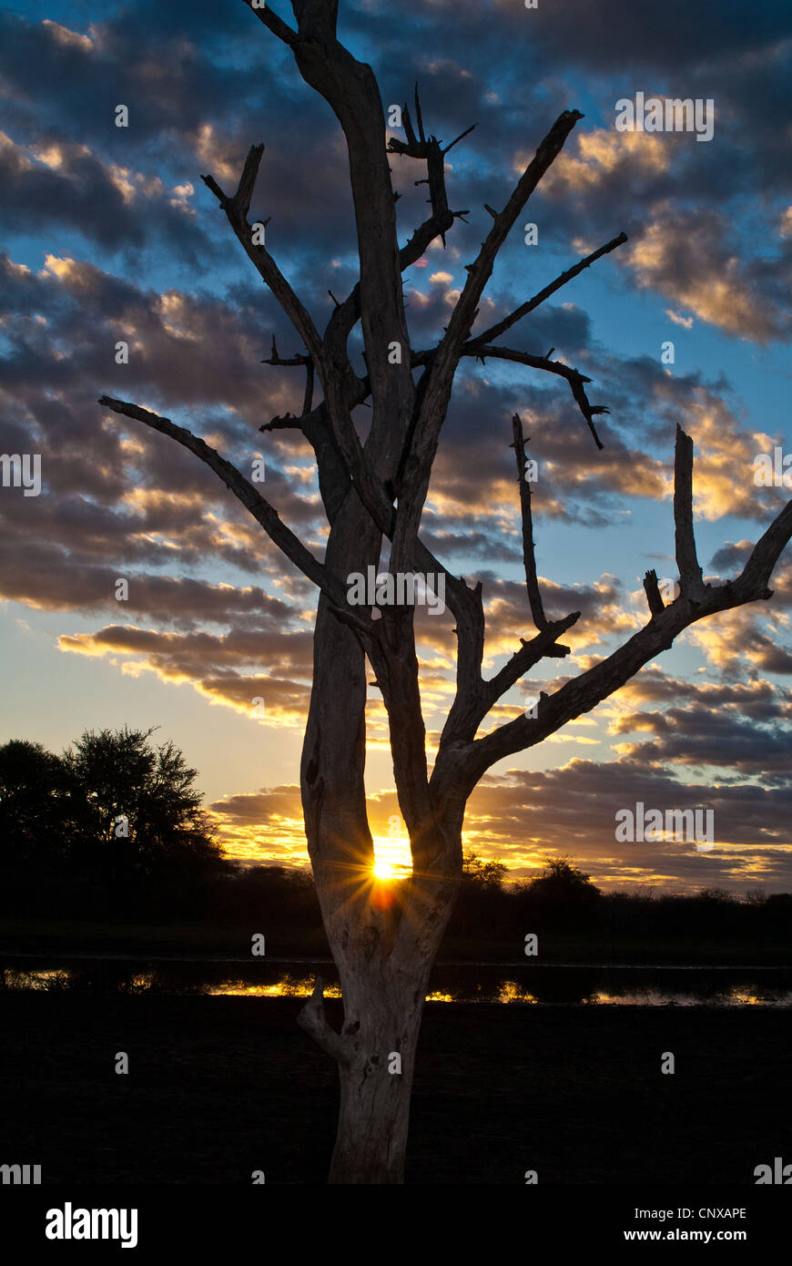 Sunrise with a tree in front Stock Photo - Alamy