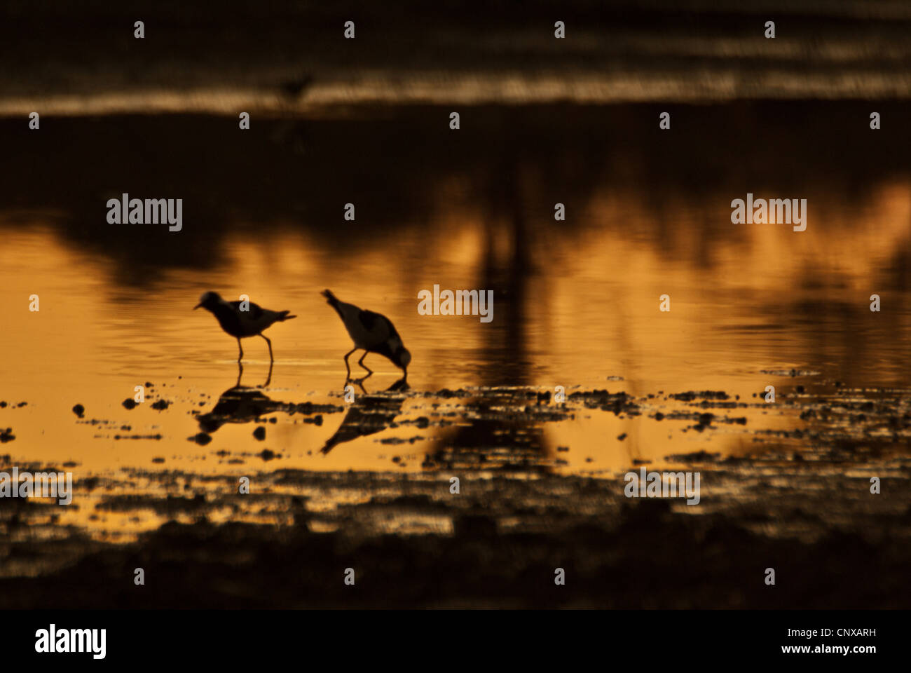 Birds in water Stock Photo - Alamy