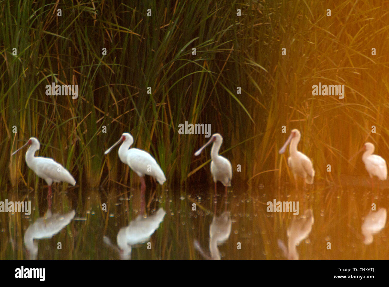 5 Birds sitting in a row Stock Photo - Alamy