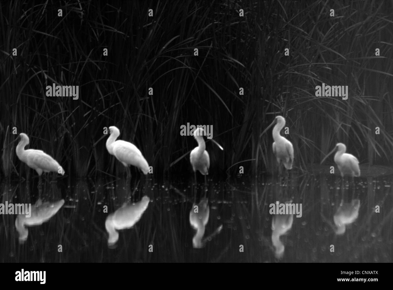 5 Birds sitting in a row Stock Photo - Alamy