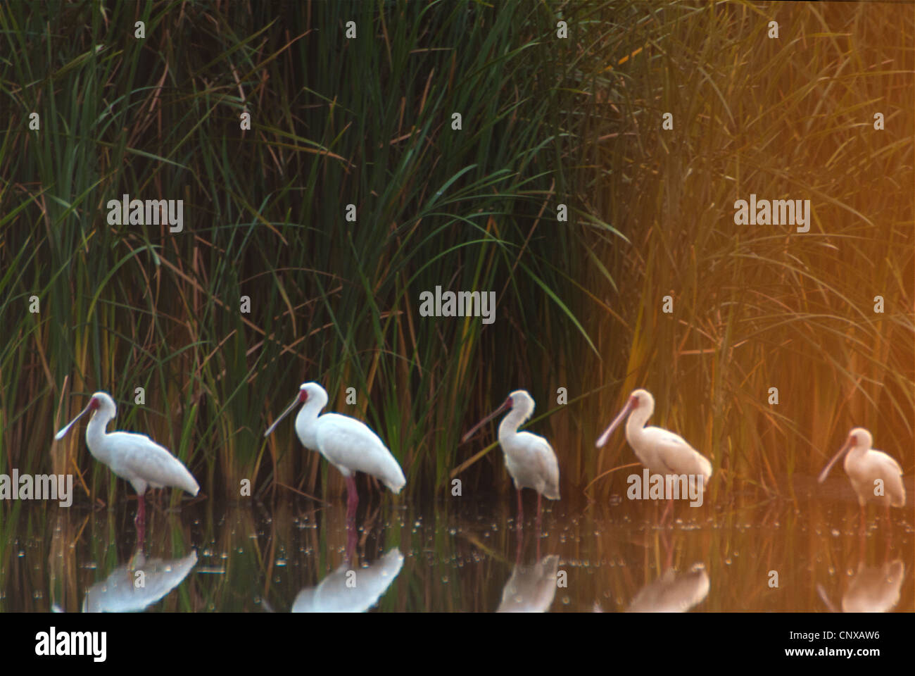 5 Birds sitting in a row Stock Photo - Alamy