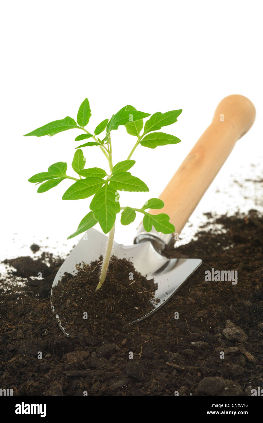 Tomato seedling on garden trowel, isolated on white background Stock ...