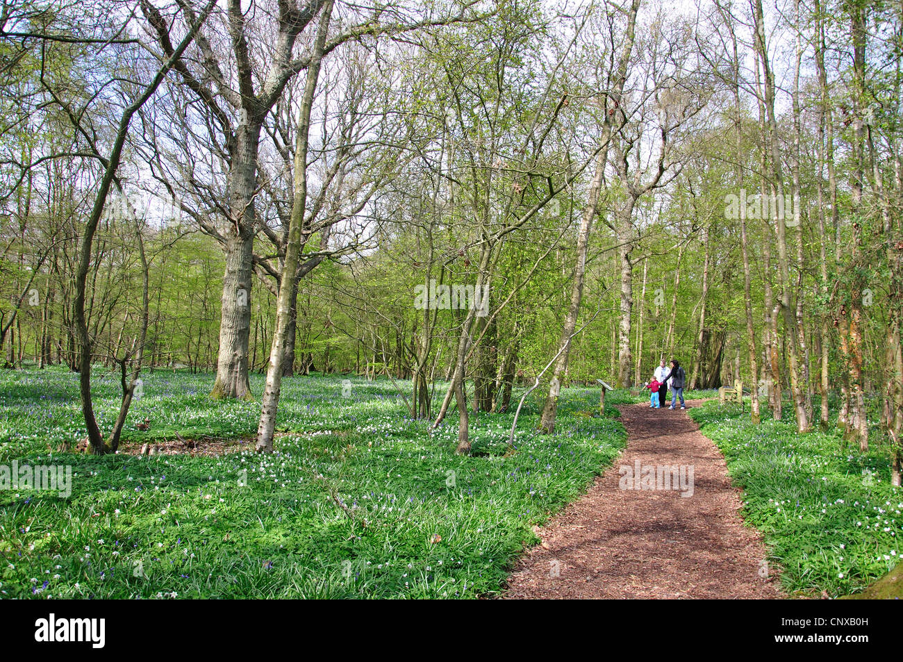 Arlington Bluebell Walk, Bates Green Farm, Arlington, Polegate, East ...