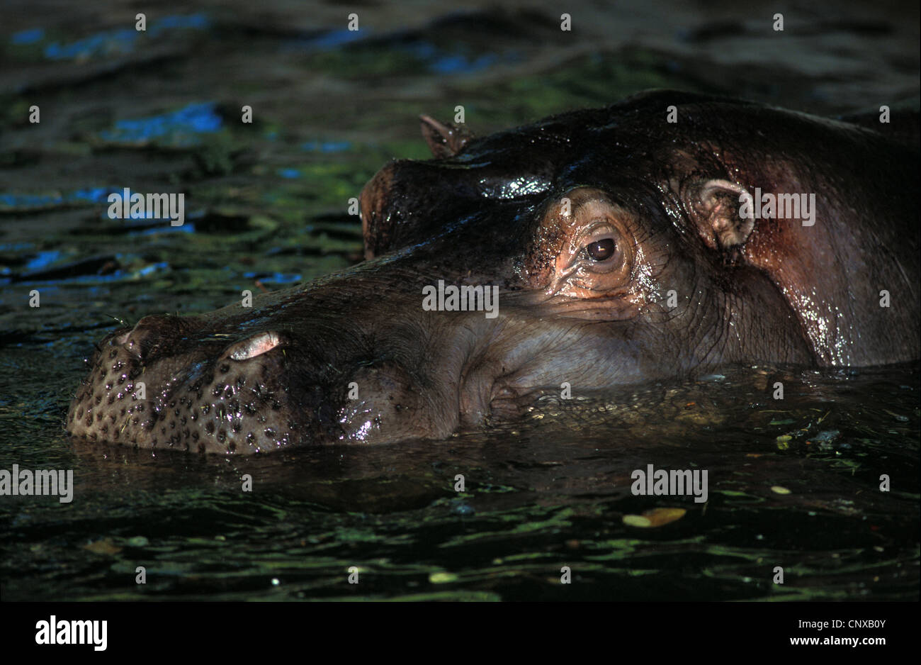 Hippopotamus or hippo (Hippopotamus amphibius), Hippopotamidae. In ...
