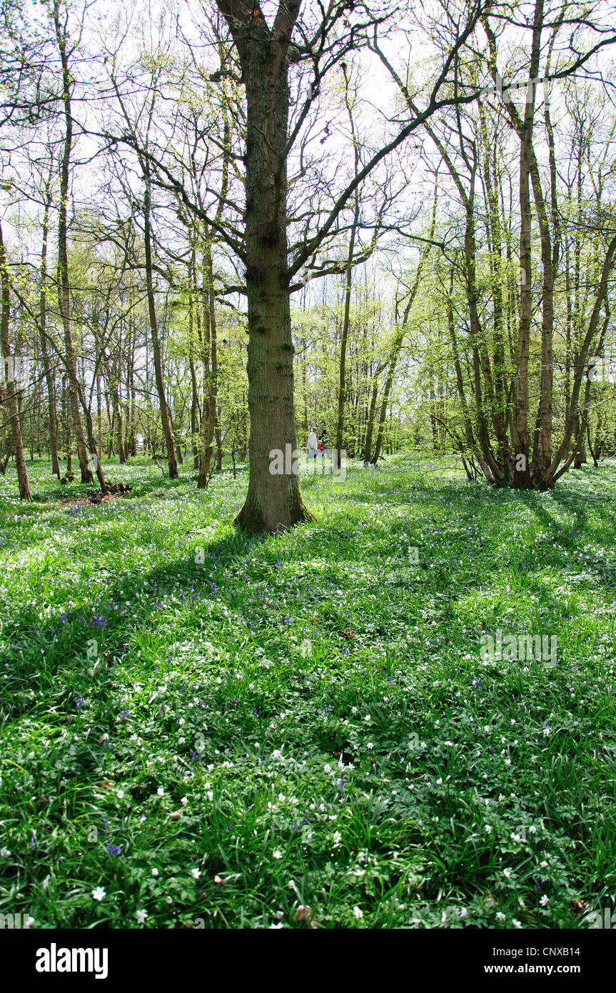 Arlington Bluebell Walk, Bates Green Farm, Arlington, Polegate, East ...