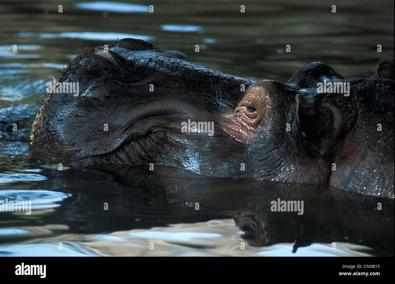 Hippopotamus or hippo (Hippopotamus amphibius), Hippopotamidae. In ...