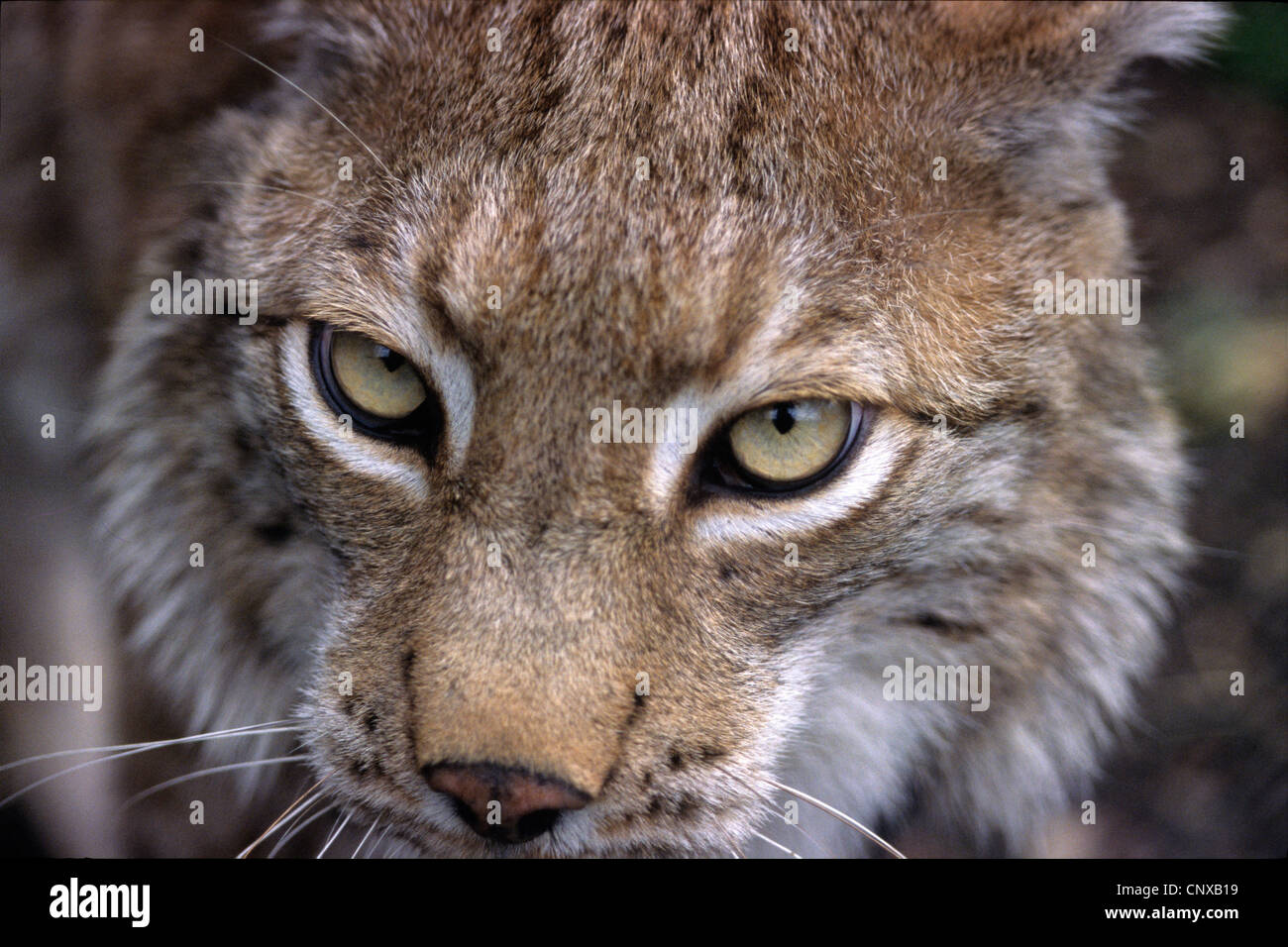 Eurasian lynx (Lynx lynx), Felidae, Europe, Asia, Mammalia Stock Photo ...