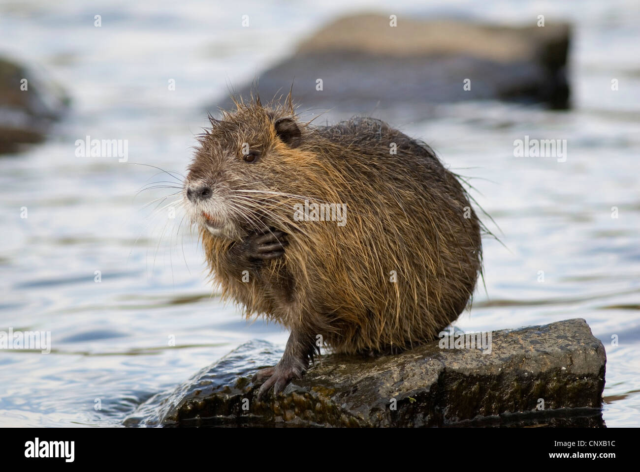 Coypu, nutria o river rat (Myocastor coypus), Myocastoridae, Bracciano ...