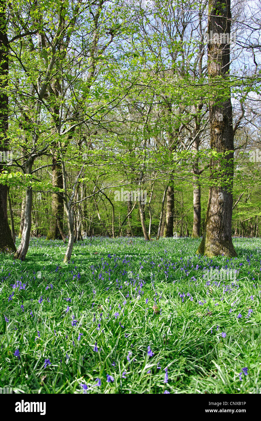 Arlington Bluebell Walk, Bates Green Farm, Arlington, Polegate, East ...