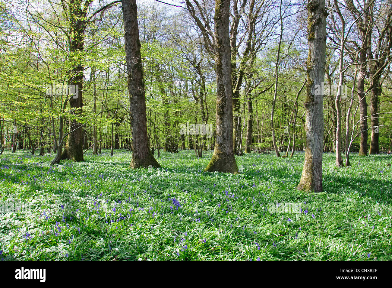 Arlington Bluebell Walk, Bates Green Farm, Arlington, Polegate, East ...