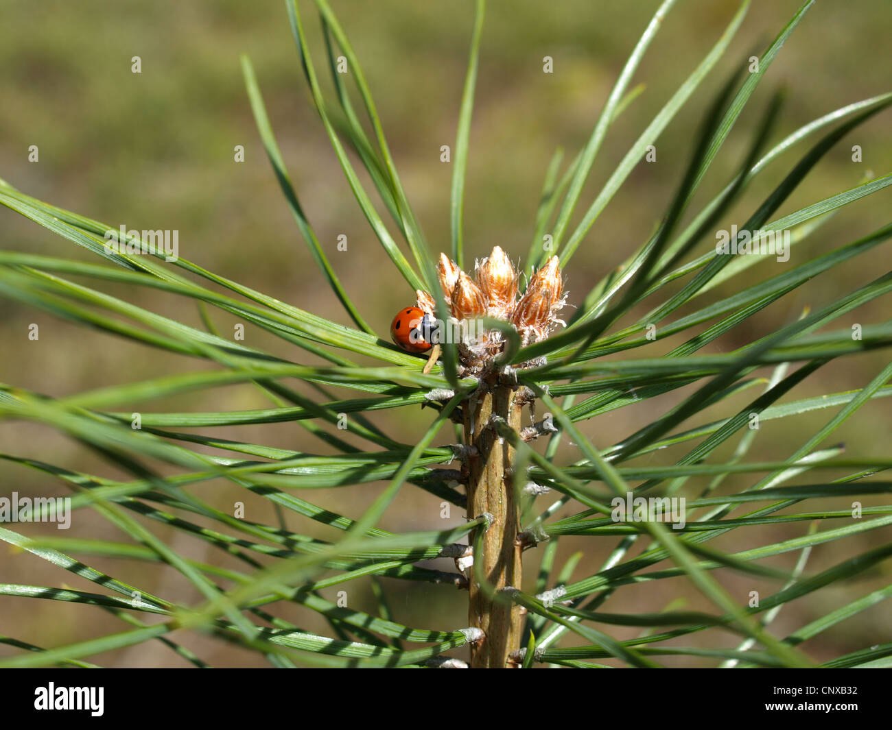 ladybird beetle, ladybugs / Coccinellidae / Marienkäfer Stock Photo - Alamy