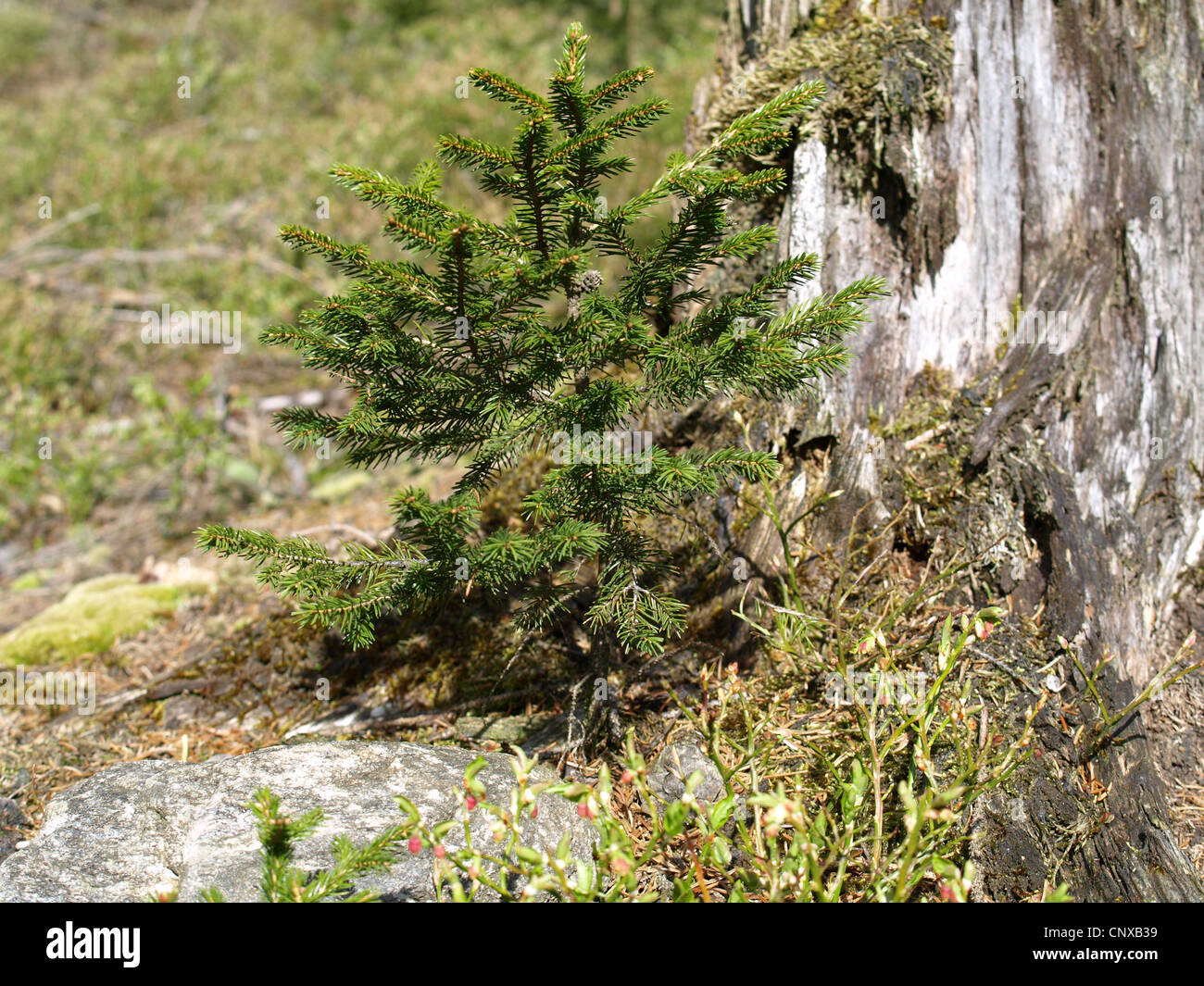 old rotten stump with young spruce / alter verrottender Baumstamm mit ...