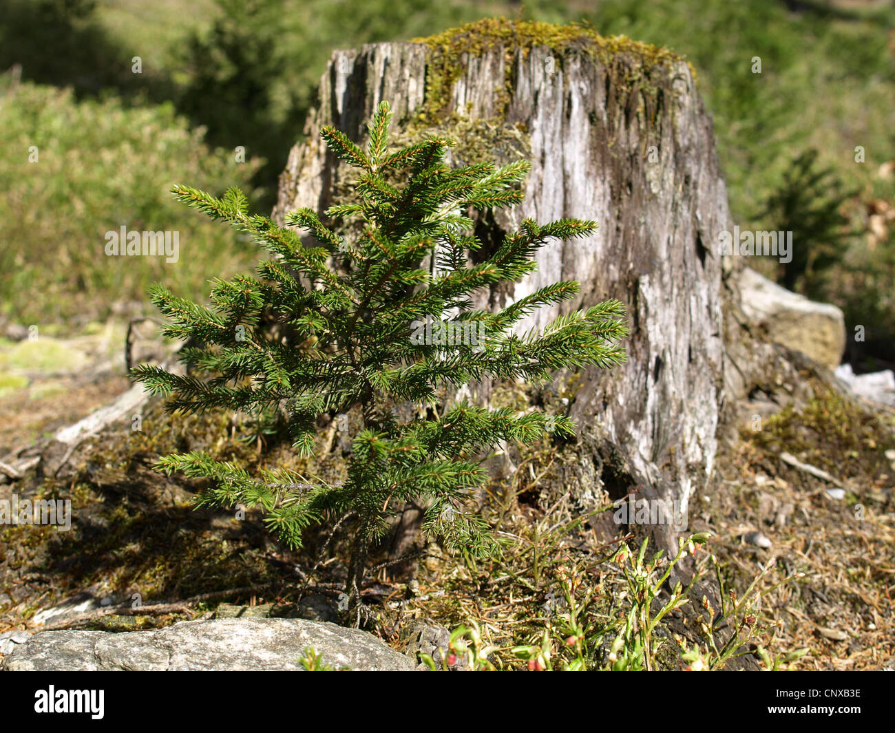 Old and young moss hi-res stock photography and images - Alamy