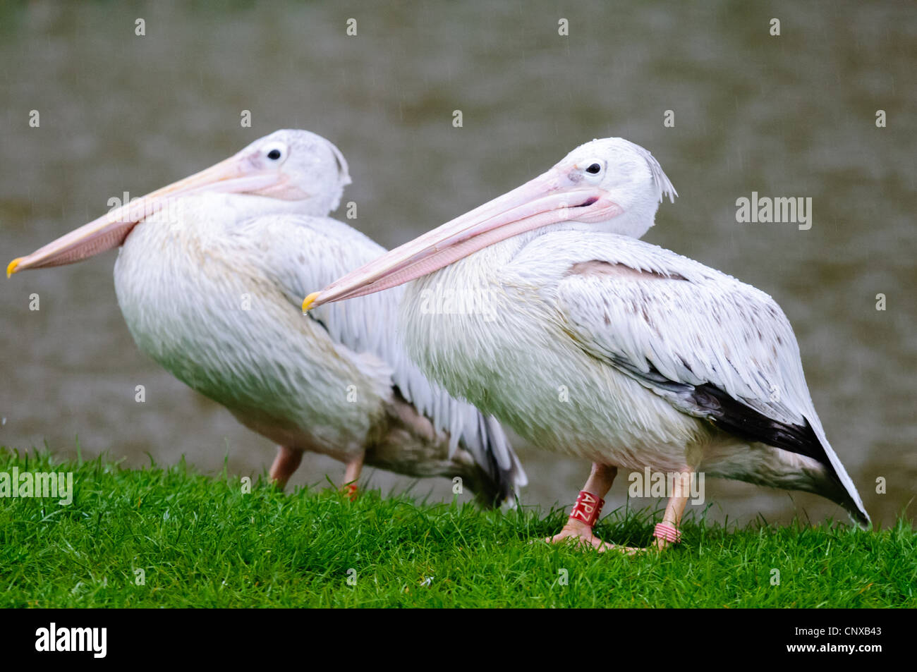 Longleat pelican hi-res stock photography and images - Alamy