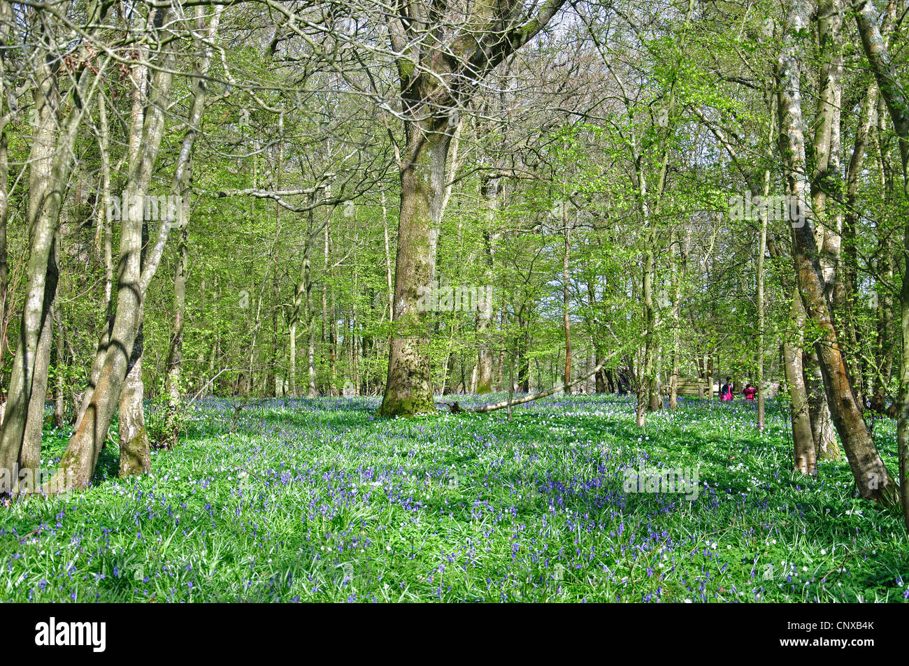 Arlington Bluebell Walk, Bates Green Farm, Arlington, Polegate, East ...