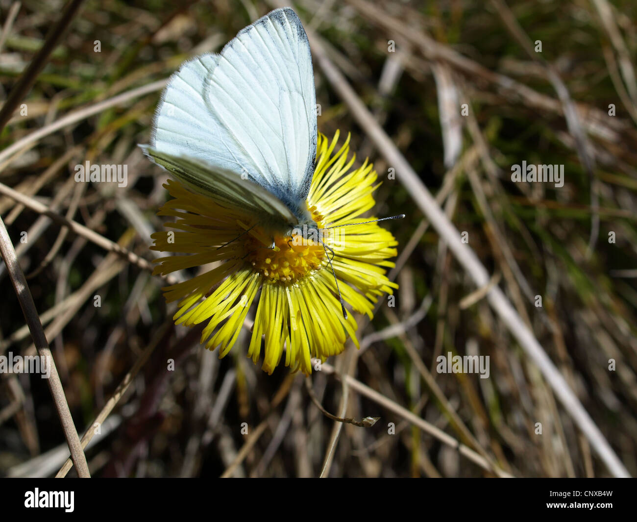 large white, cabbage butterfly, cabbage white on a coltsfoot Stock ...