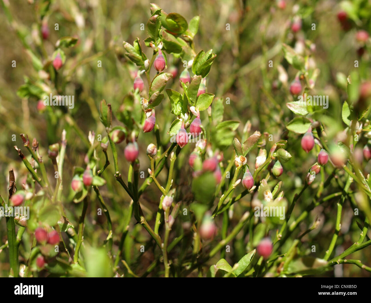 blueberry bush in spring / Vaccinium myrtillus / Heidelbeerstrauch im ...