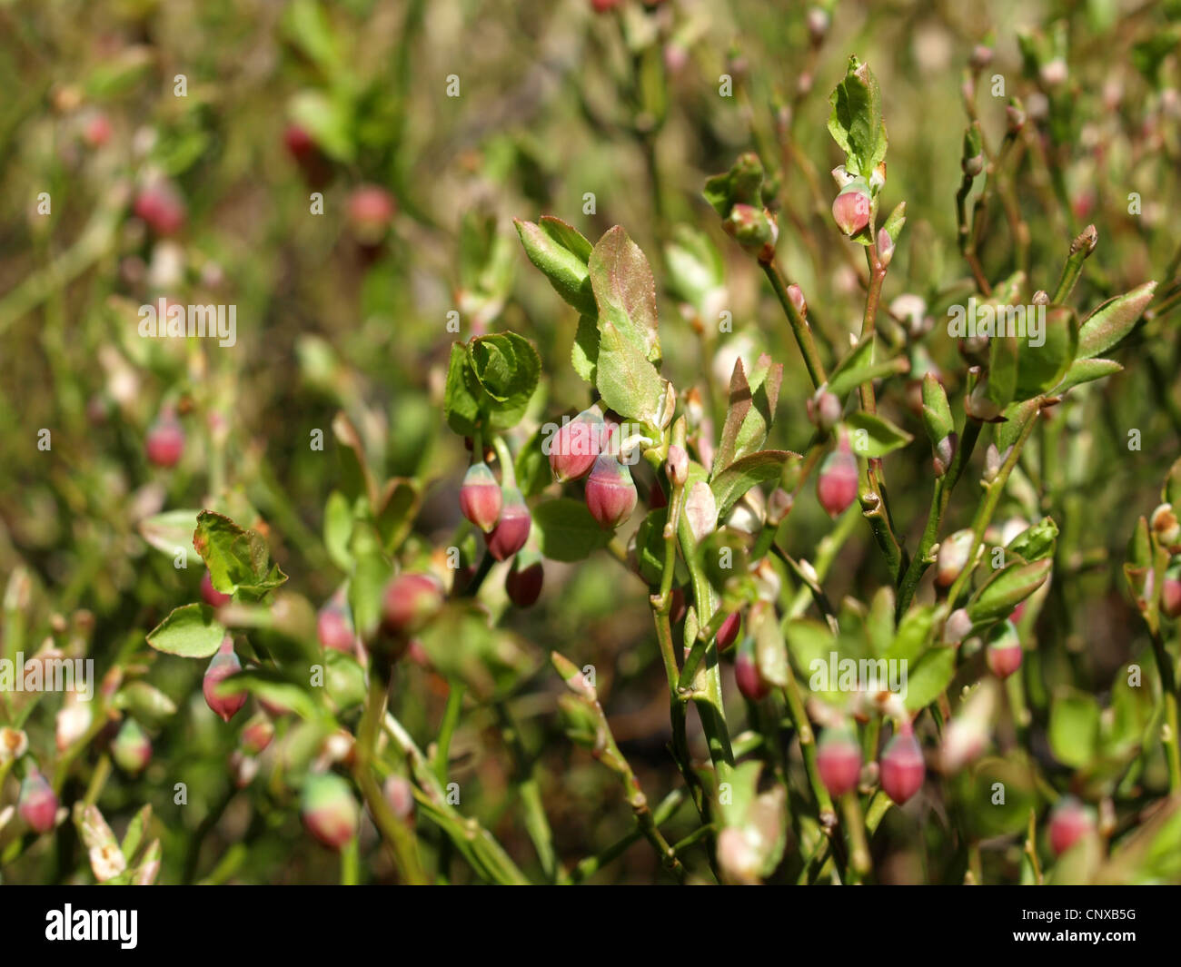 blueberry bush in spring / Vaccinium myrtillus / Heidelbeerstrauch im ...