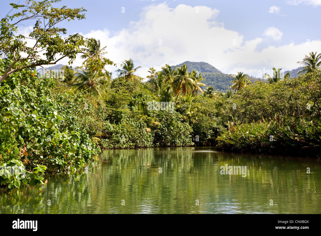 Indian River estuary near Portsmouth Dominica West Indies Stock Photo ...