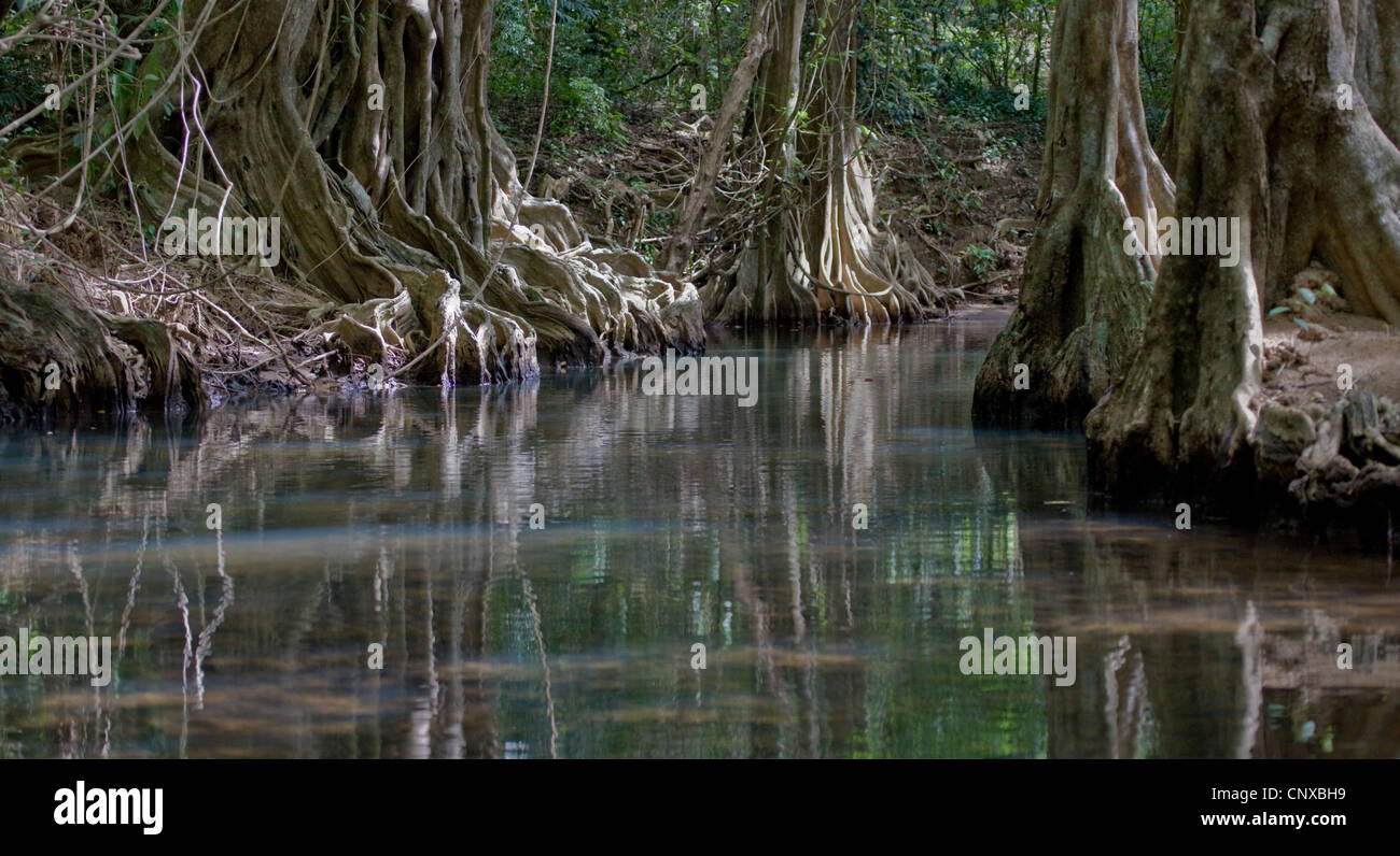 Tree roots dip into the Indian River near Portsmouth on Dominica West ...