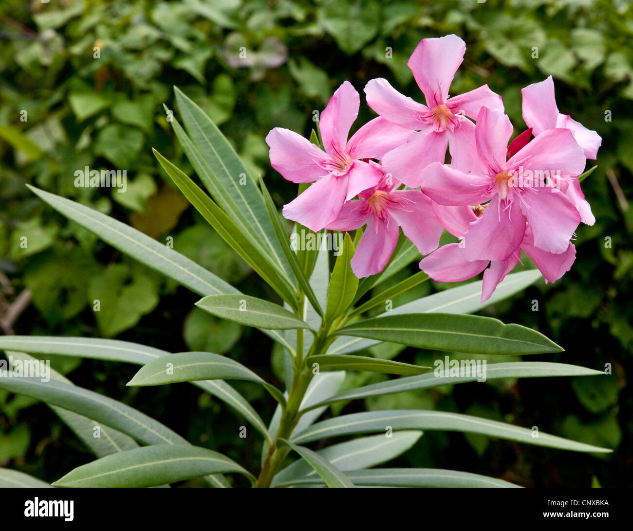 Oleander Ground Up Seeds