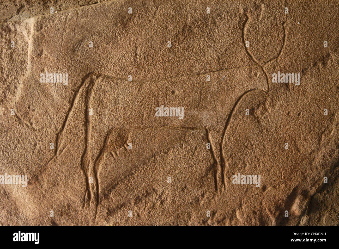 Cow depicted in the Nubian prehistoric rock carving, now on display in ...