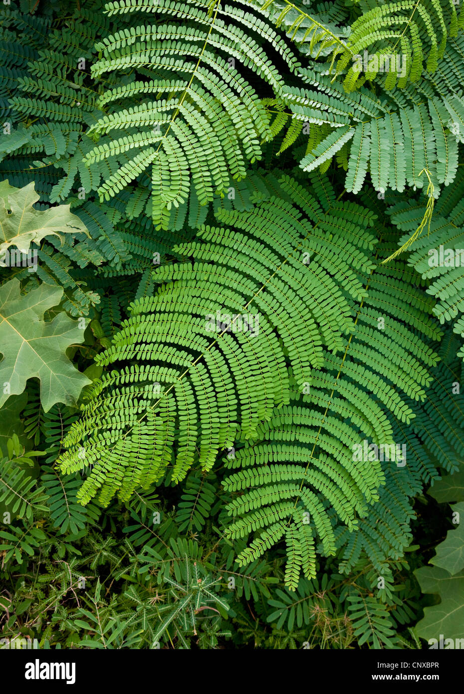 Filigree leaves of a tropical fern in Dominica West Indies Stock Photo ...