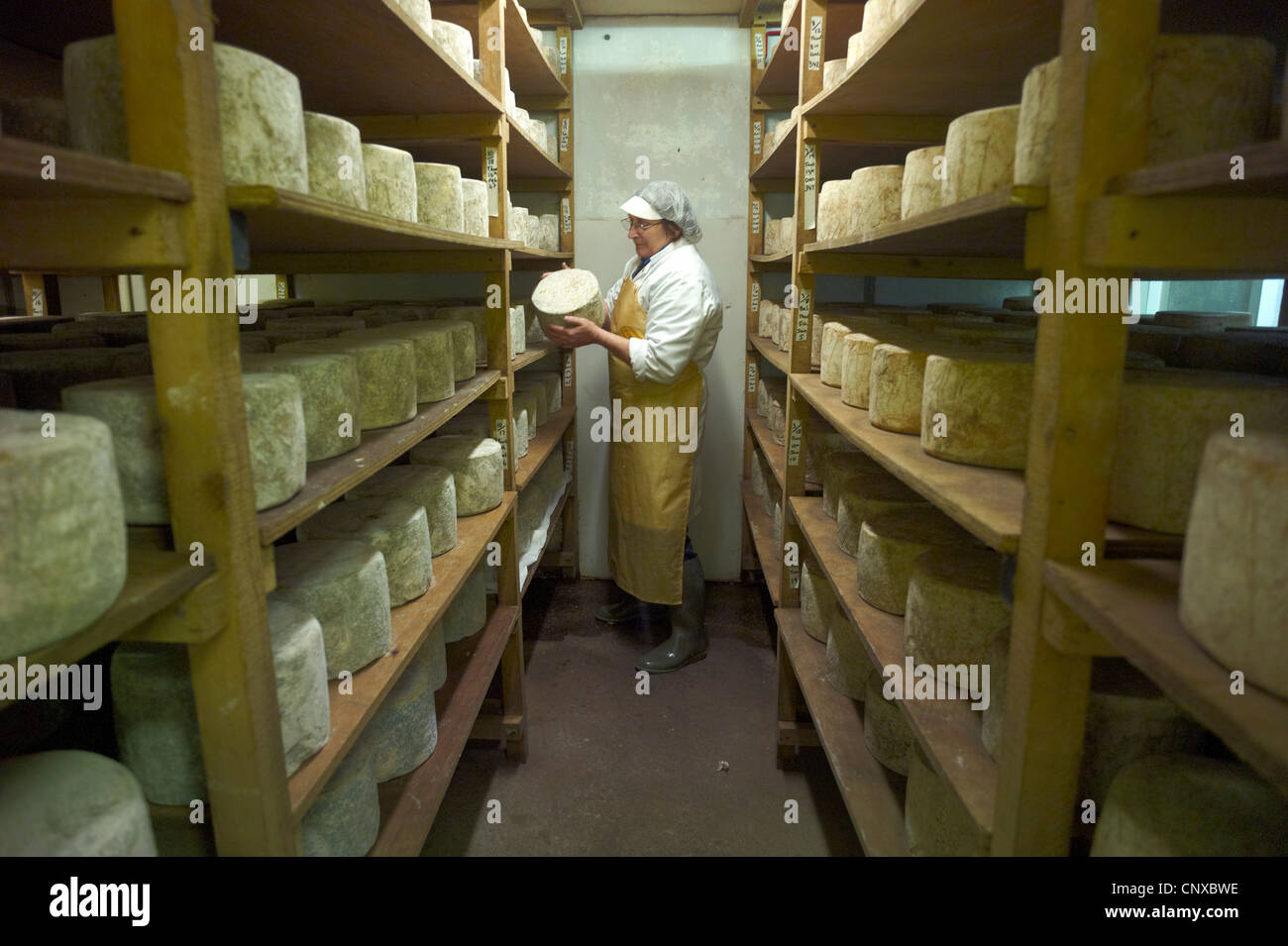 Turning cheeses in the maturing room at Curworthy Farm Devon Stock ...