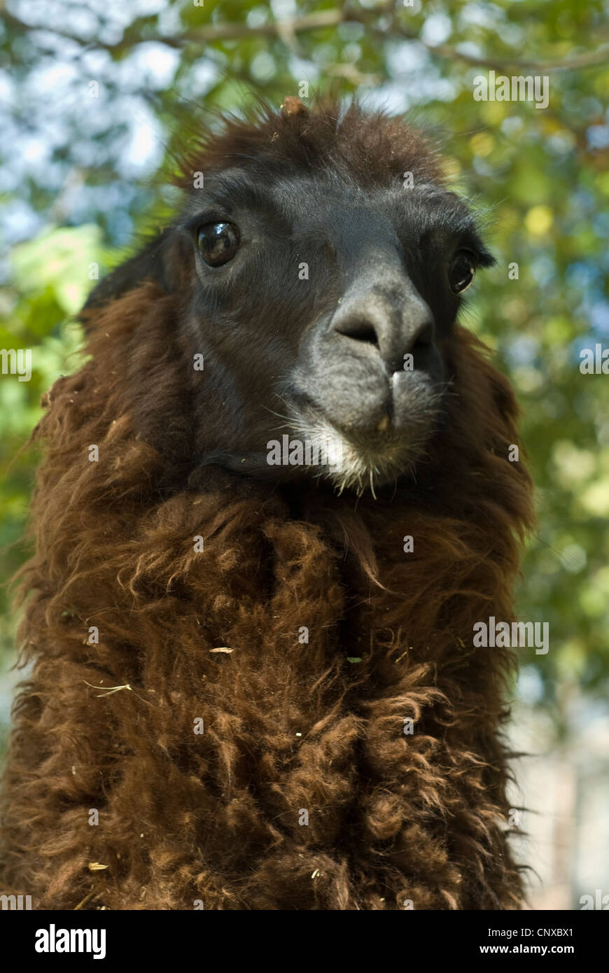 Llama, Lama glama, Camelidae, Perù, South America Stock Photo - Alamy