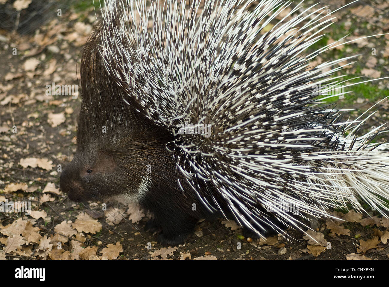 North African crested porcupine Hystrix cristata, Hystricidae, Mammalia ...