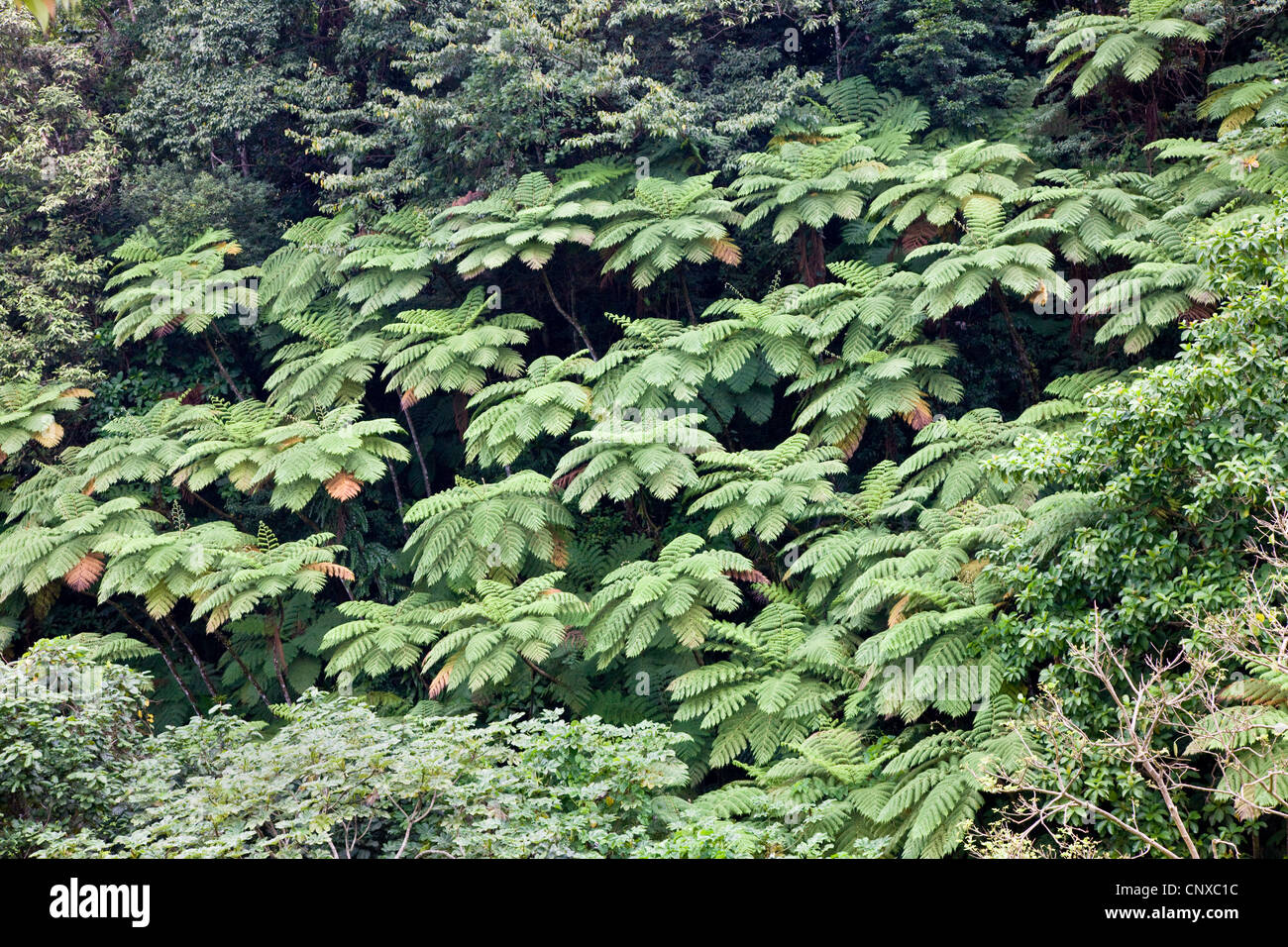 Secondary forest hi-res stock photography and images - Alamy