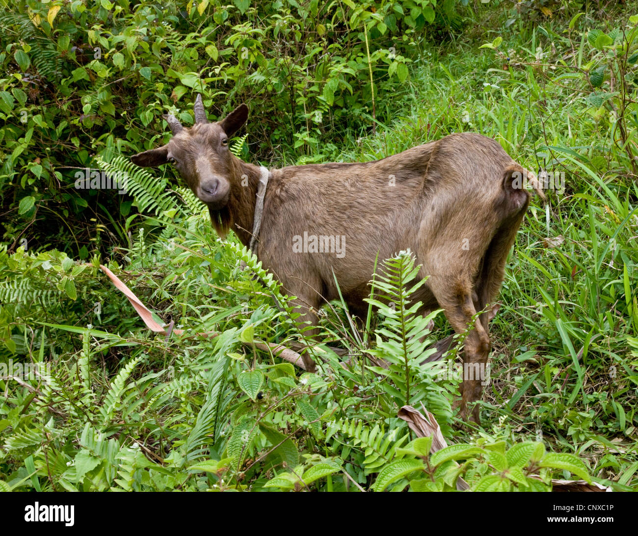 A tethered goat looking down at passing walkers beside a forest path in ...