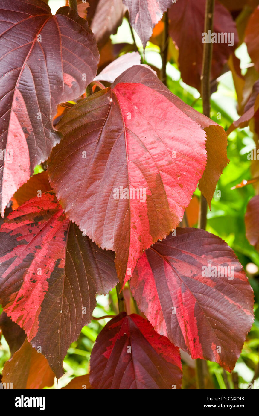 Red Variegated Plants