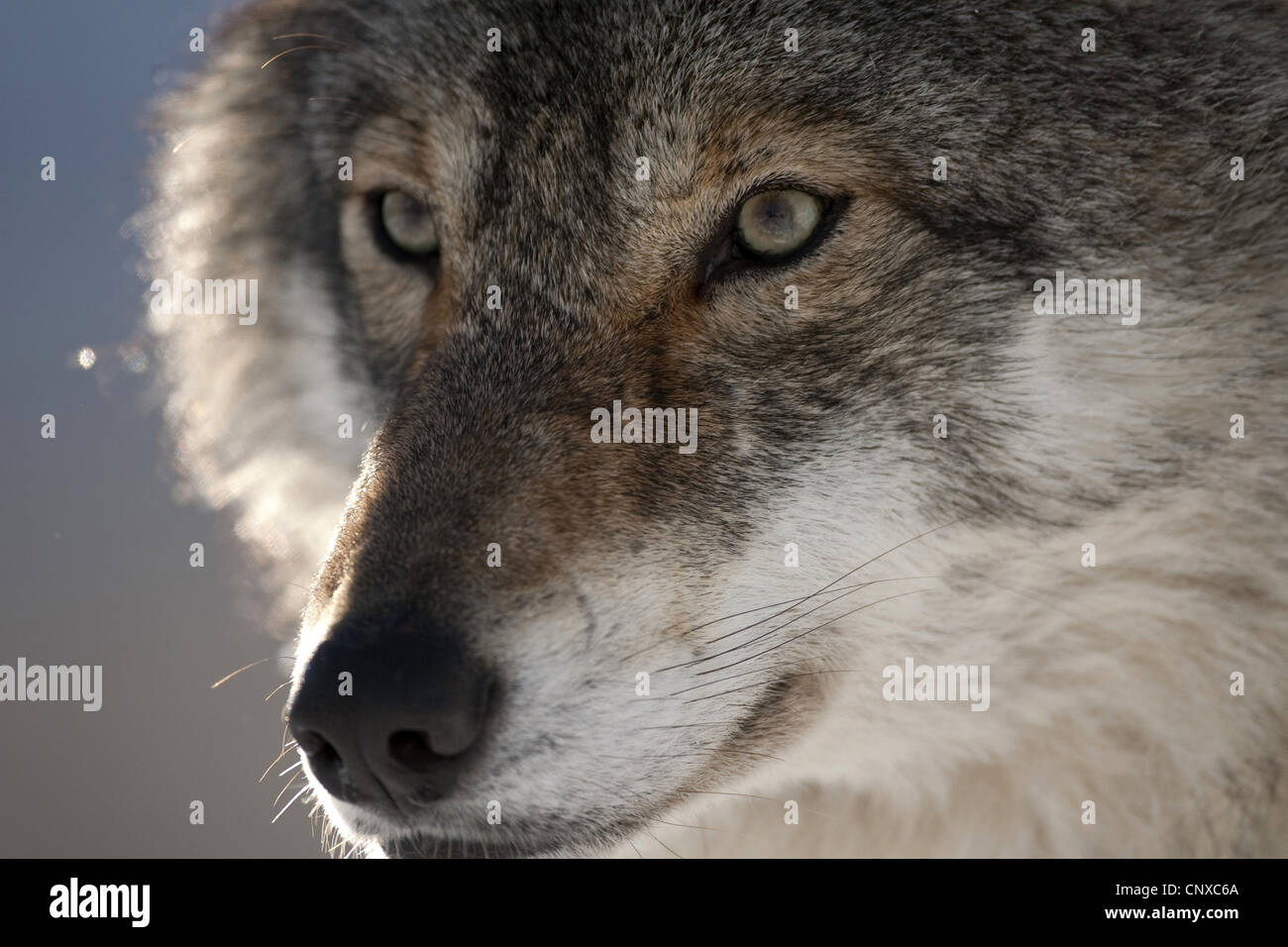European gray wolf (Canis lupus lupus), portrait Stock Photo - Alamy