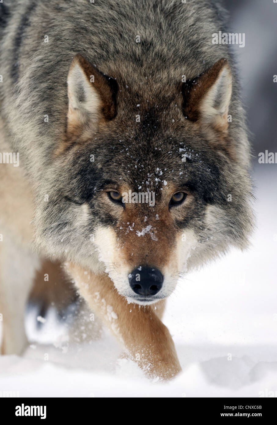 European gray wolf (Canis lupus lupus), sneaking over a snow field ...