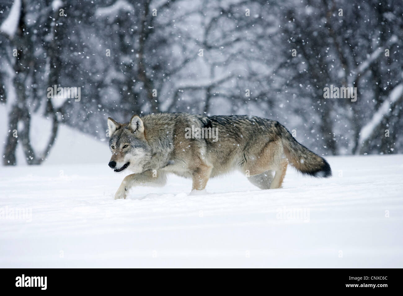 European gray wolf (Canis lupus lupus), walking through falling snow ...