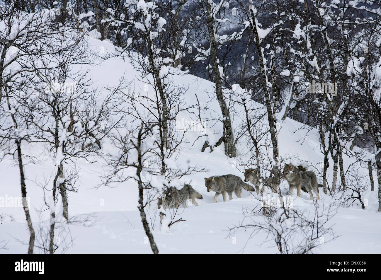 Grey wolf pack hi-res stock photography and images - Alamy
