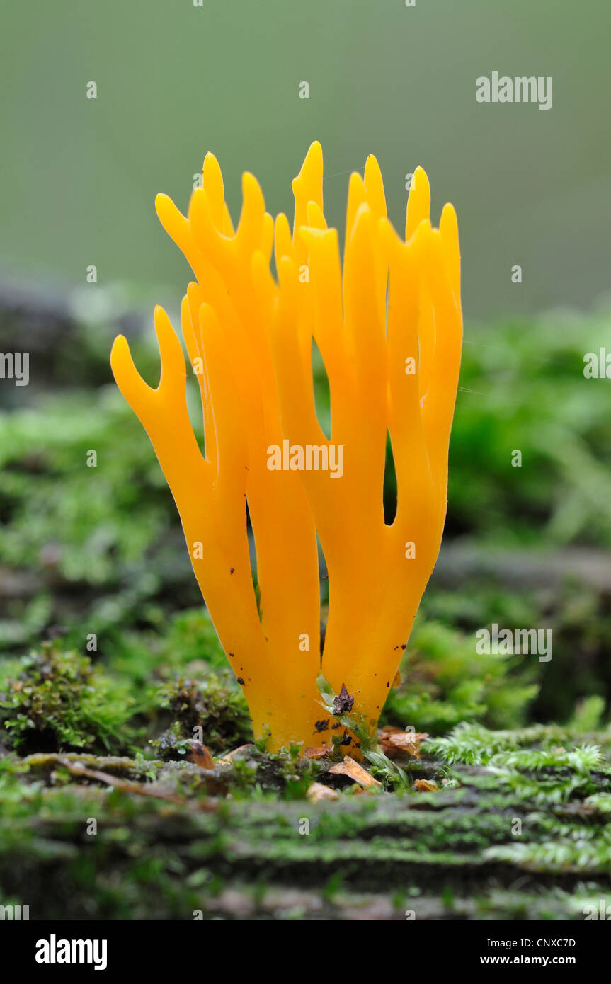yellow staghorn (Calocera viscosa, Tylophilus fellus), on wood, Germany ...