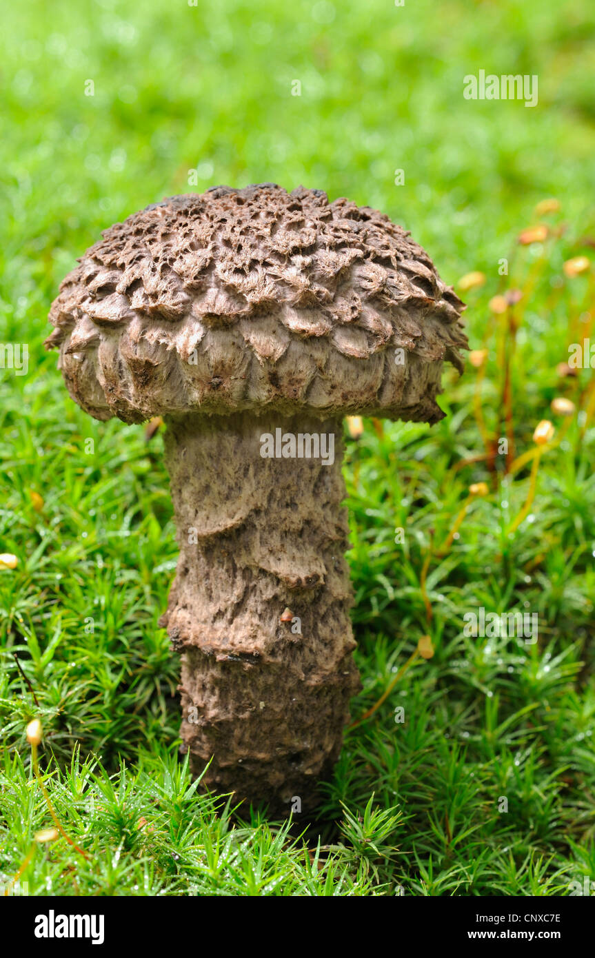 Strobilomyces floccopus (Strobilomyces floccopus), in moss, Germany ...