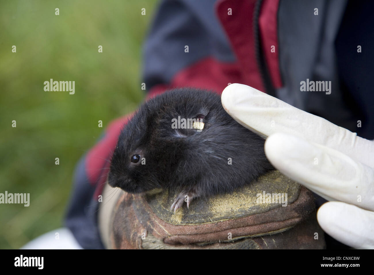 Human ear on mouse hi-res stock photography and images - Alamy
