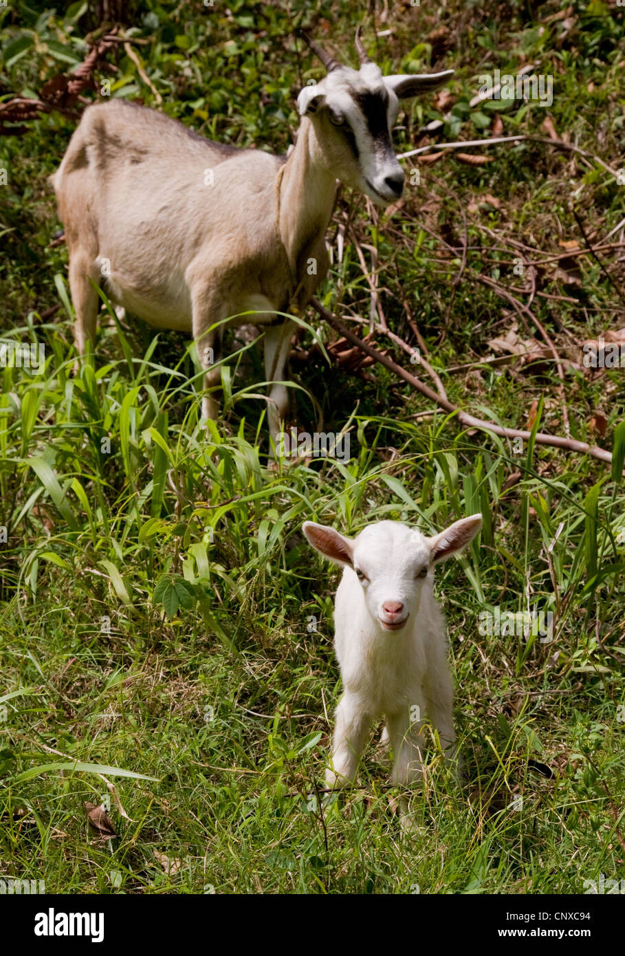Nanny goat and her snow white kid Dominica Stock Photo - Alamy