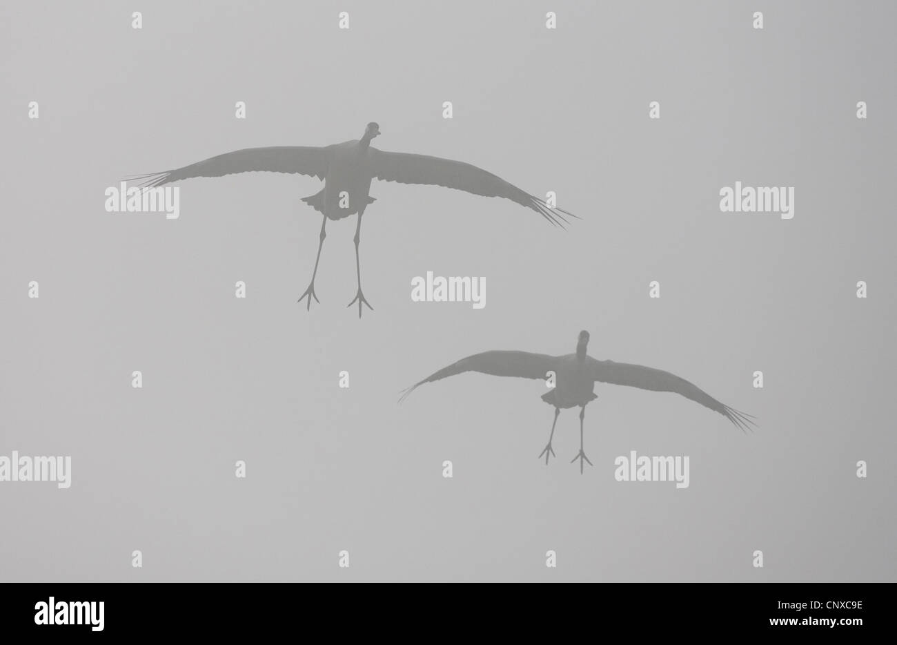 common crane (Grus grus), two birds flying in fog, Sweden, Hornborga ...