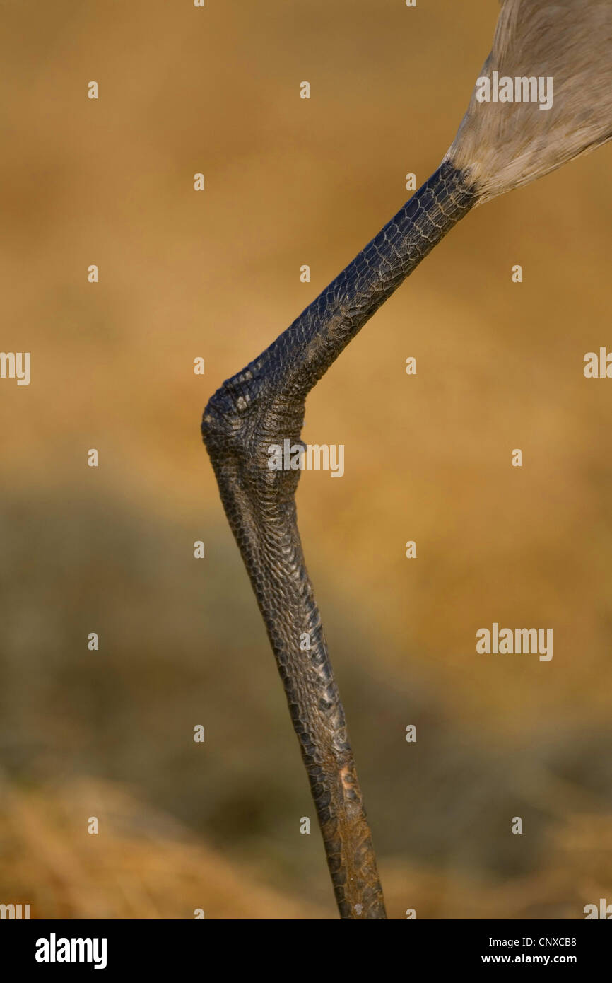 Crane detail view hi-res stock photography and images - Alamy